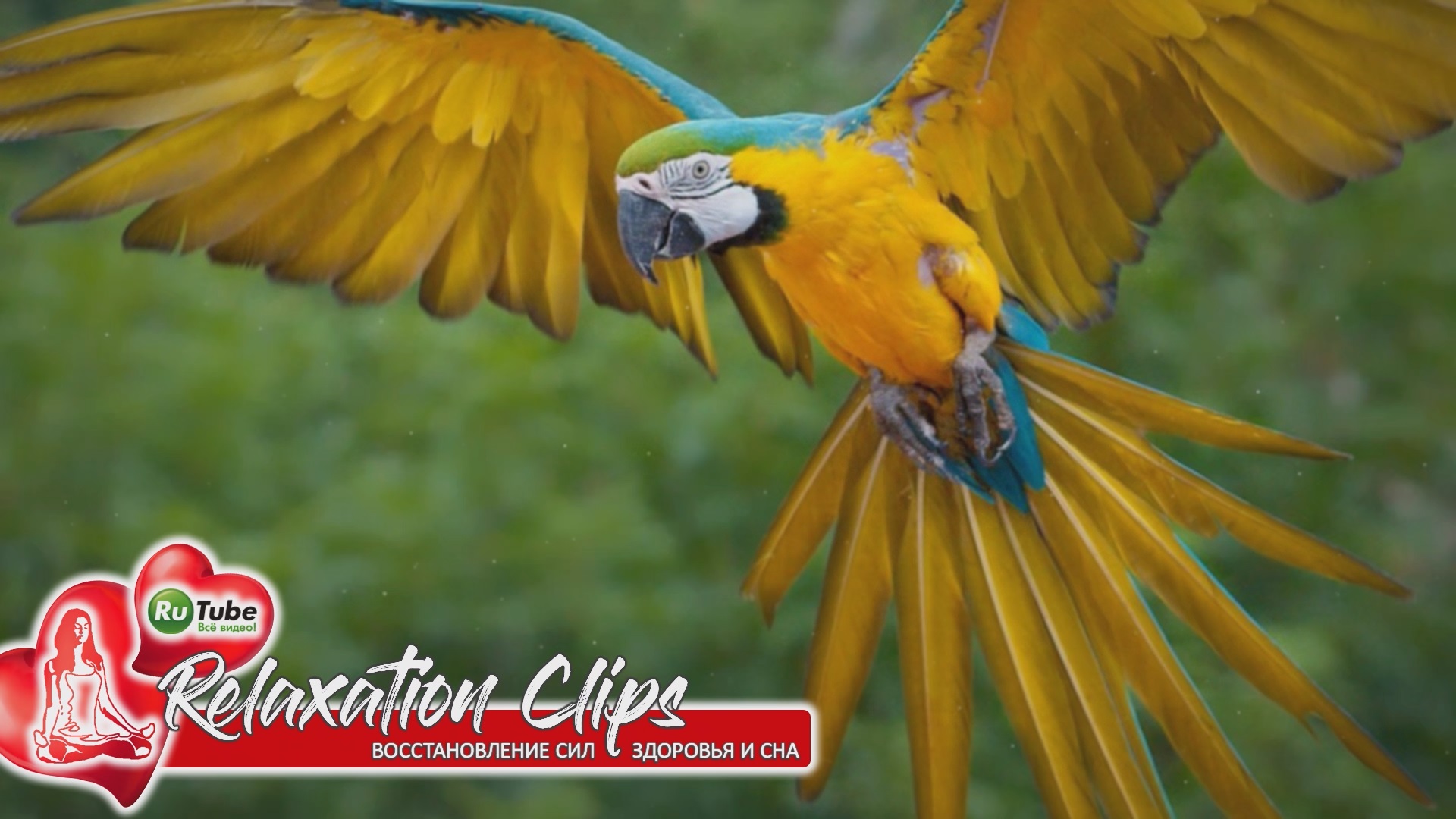 Мир красок Ара • Клипы для релаксации • Красивый параллаксный видео коллаж • 15 минут.