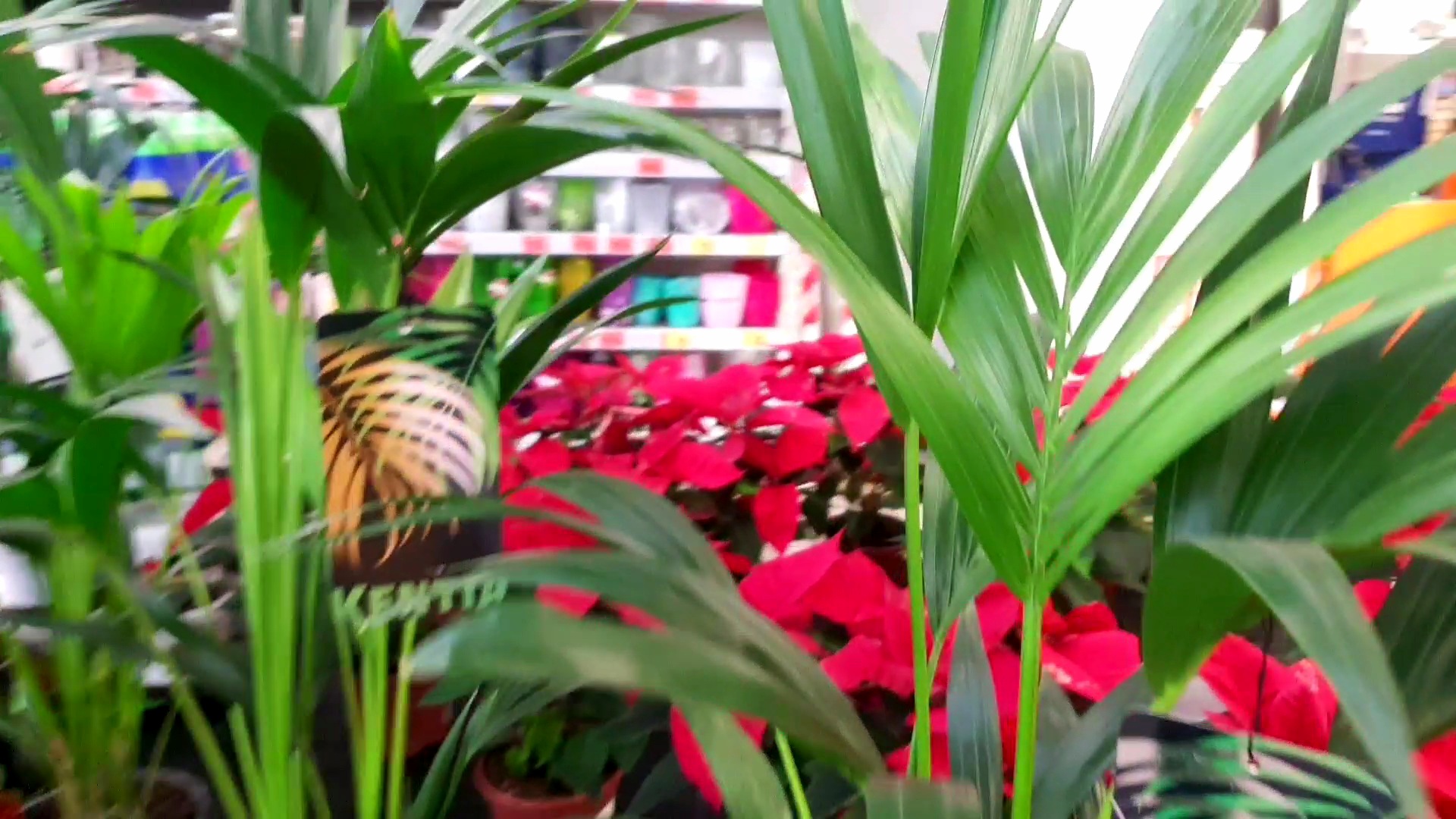 ?ОБИ?Цветочная Прогулка⚘Отличные Скидки?Цена на Диффенбахию Тропик Сноу???