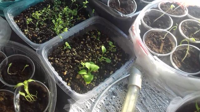 Орхидея расцвела.