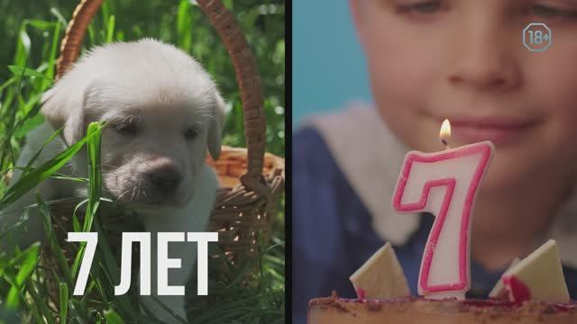 В какие мифы о собаках мы верим?