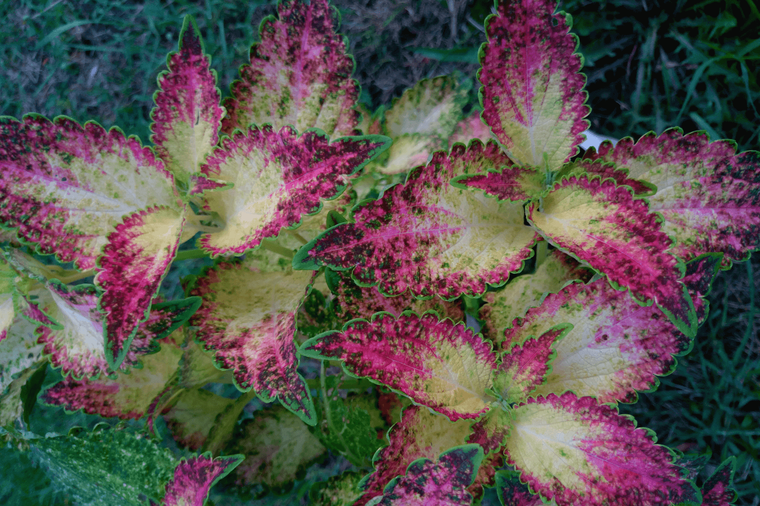 Подготовка колеусов к зимовке. Черенкование (Coleus preparation for wintering. Cuttings)
