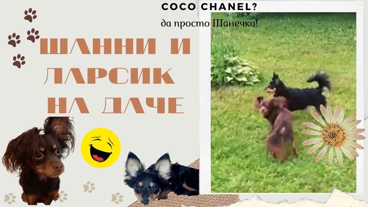 Шанни ?? и Ларсик ?? на даче