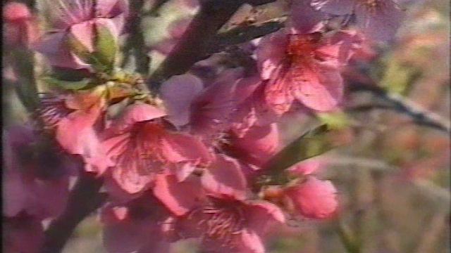 весна на даче