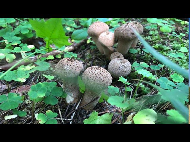 Сгонял за грибами