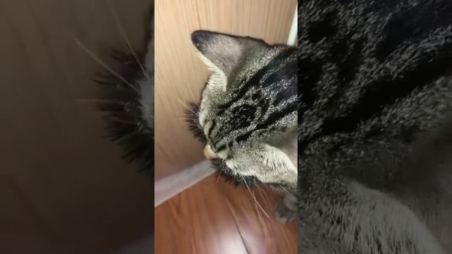 Кот