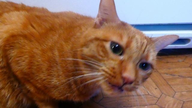 Кот клацает зубами. Кот Феликс зацокал с утра пораньше, чем напугал хозяев...