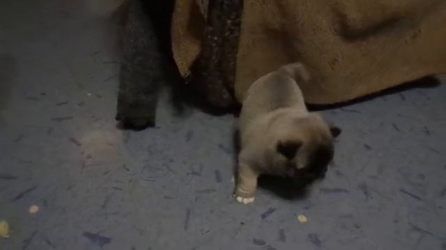 щенок пекинес - смуф, или американский низкорослый мопс ло-ши