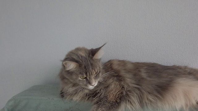 Грейси Мейн Кун. 2,5 года