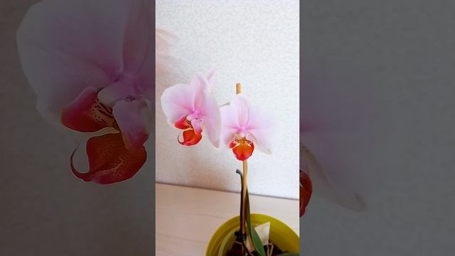 Прошу подсказать название сорта фаленопсиса