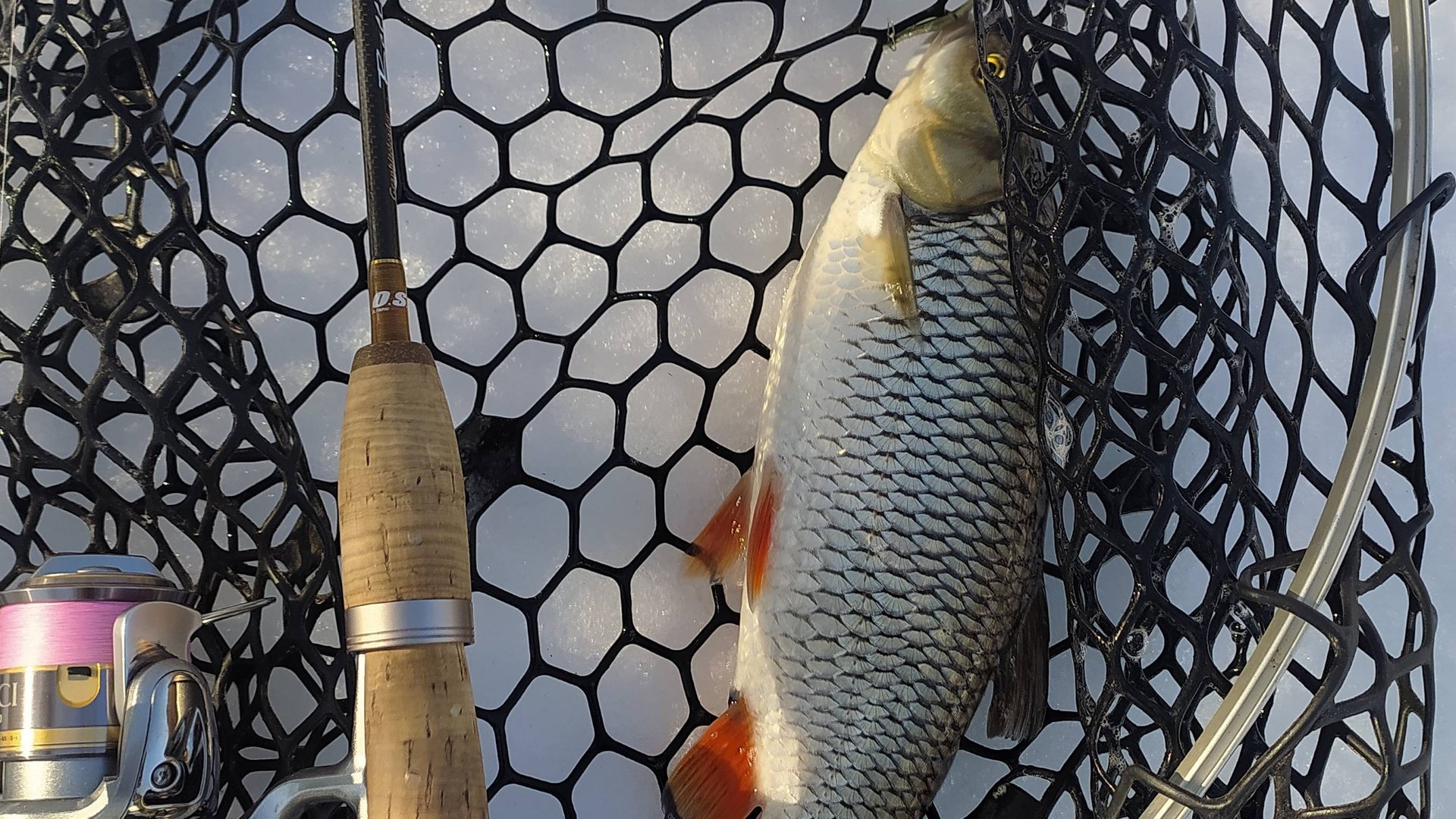 Десна. Голавль в середине марта