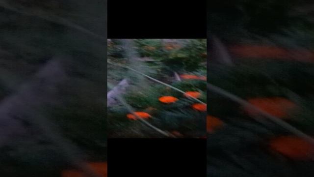 Правильный "полив томатов" во второй половине лета