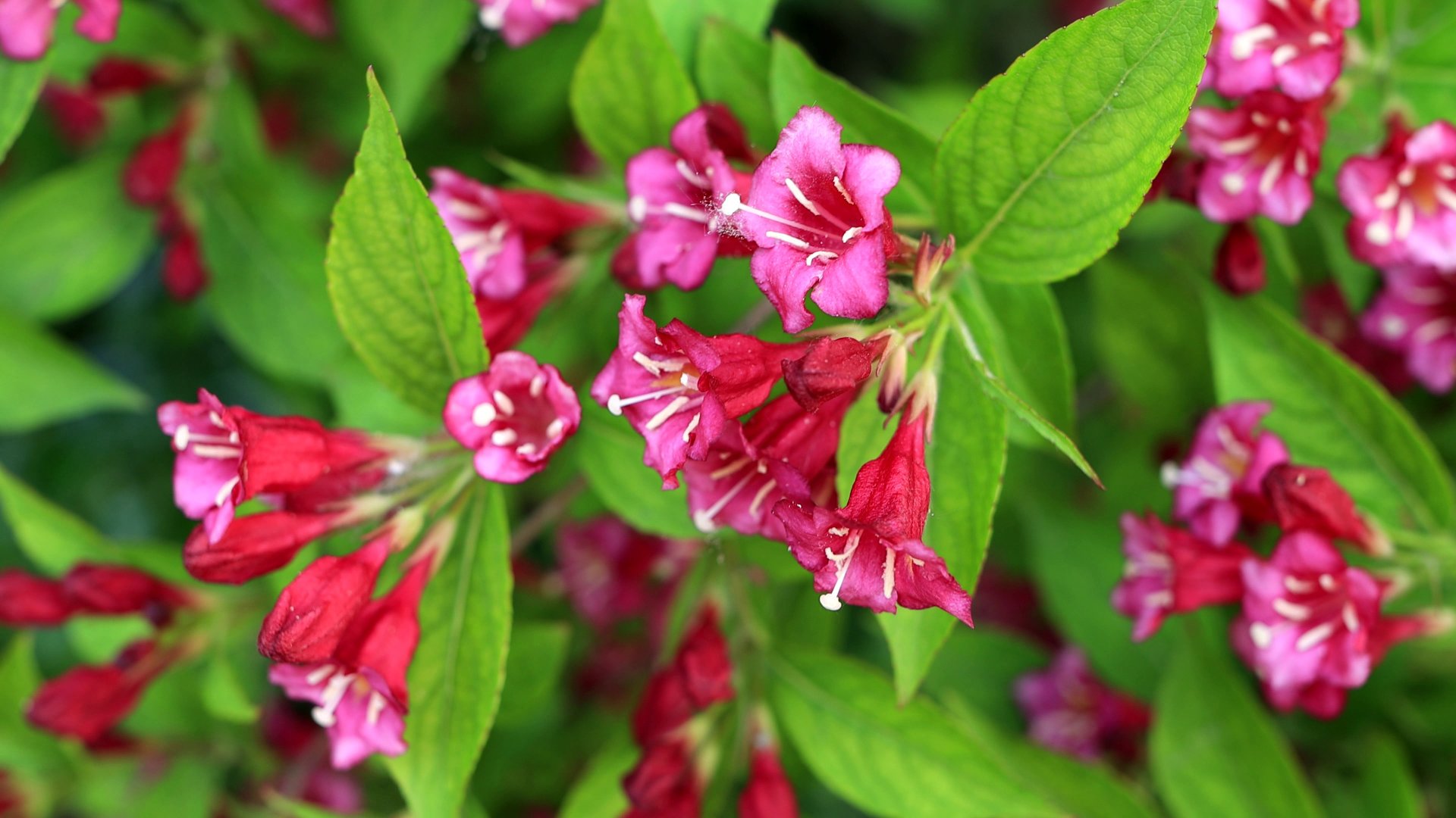 Цветение вейгелы и пение птиц