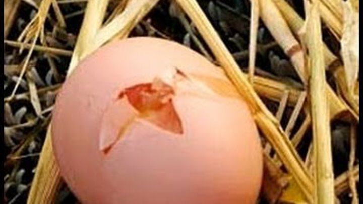 Рассказ про то как отучить кур клевать свои яйца.... Фильм первый.