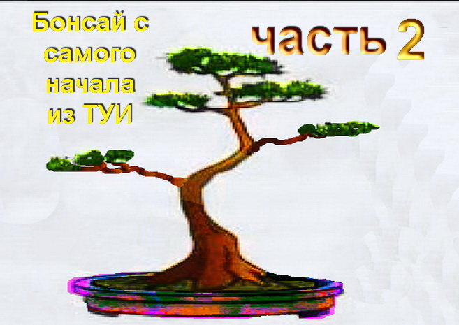 2.Бонсай с самого начала из ТУИ часть 2.mp4