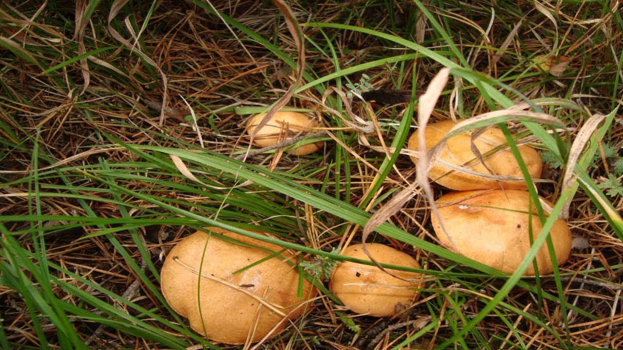 МАСЛЯТА  ОКРУЖИЛИ И НЕ ОТПУСКАЮТ ДОМОЙ , ИХ НЕ ПРОСТО МНОГО , А  ОЧЕНЬ МНОГО.