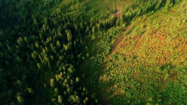 прогулки по лесу. красивые виды леса и красивая музыка.