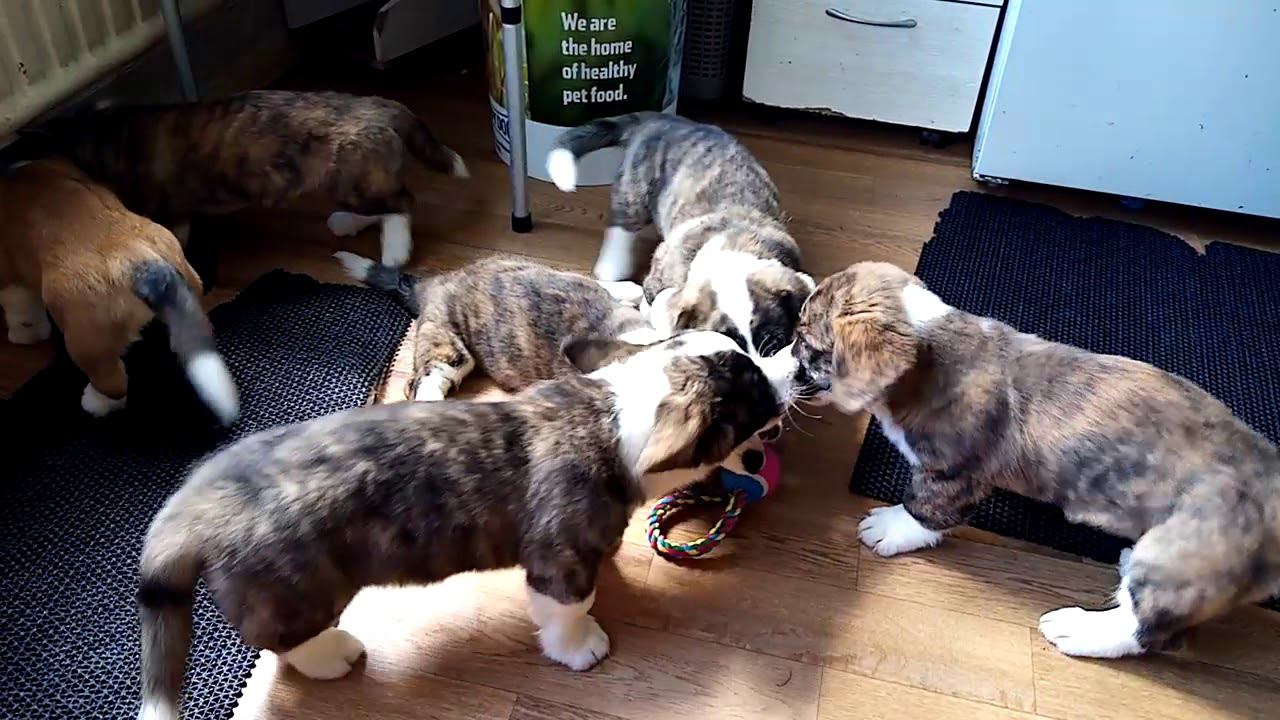 Щенки Вельш Корги Кардиган 2,5 месяца. Новые игрушки.