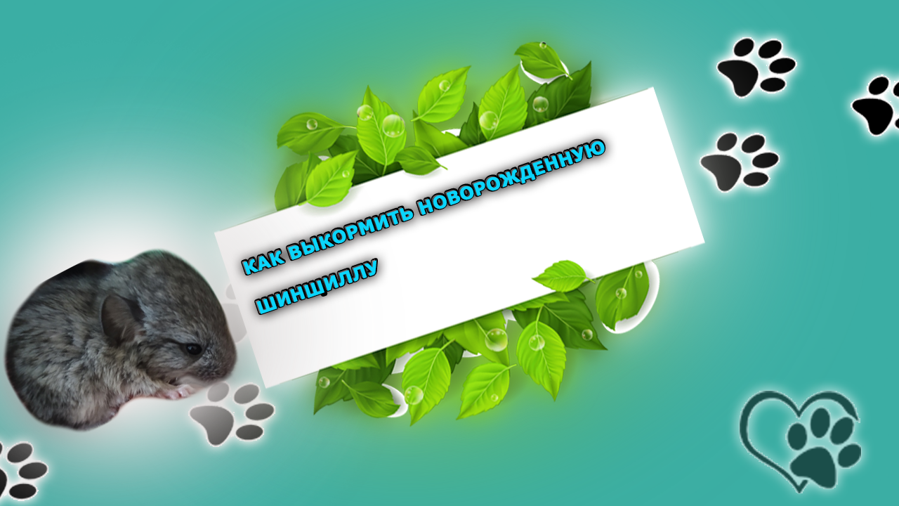 МНЕ ВСЕГО 8 ДНЕЙ И МЕНЯ МАМА КОРМИТ ИЗ ПИПЕТКИ|ПОГИБЛА ШИНШИЛЛА И ОСТАЛСЯ МАЛЫШ