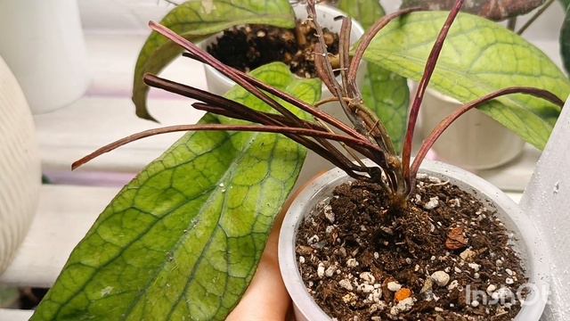 полочка с хоями 3