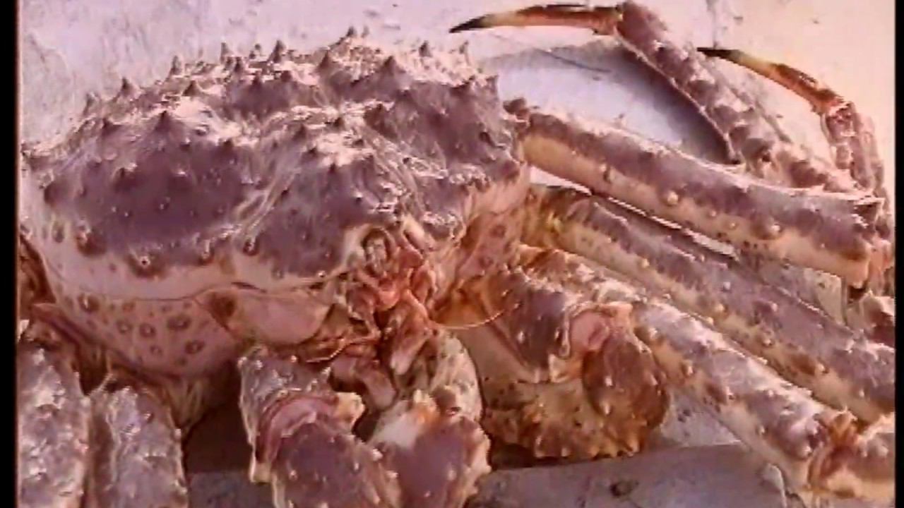 Крабовая лихорадка.  Часть 5