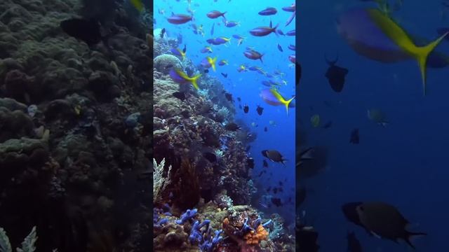 Видеообои "Подводная БРАТВА"