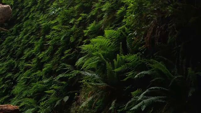 Jeremy Soule (Skyrim) — All the Trees in Tamriel.mp4