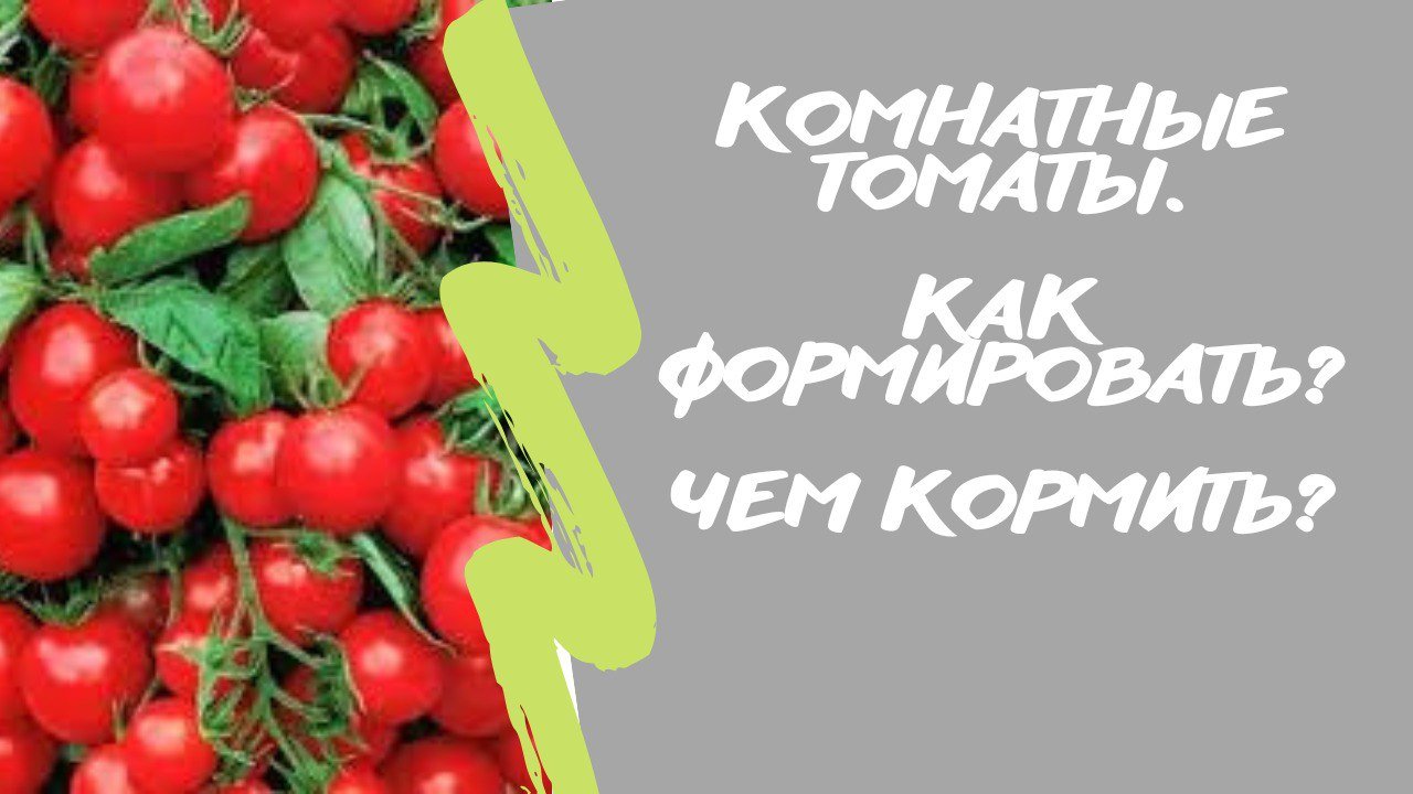 Комнатные томаты. ? Как формировать? Чем кормить?