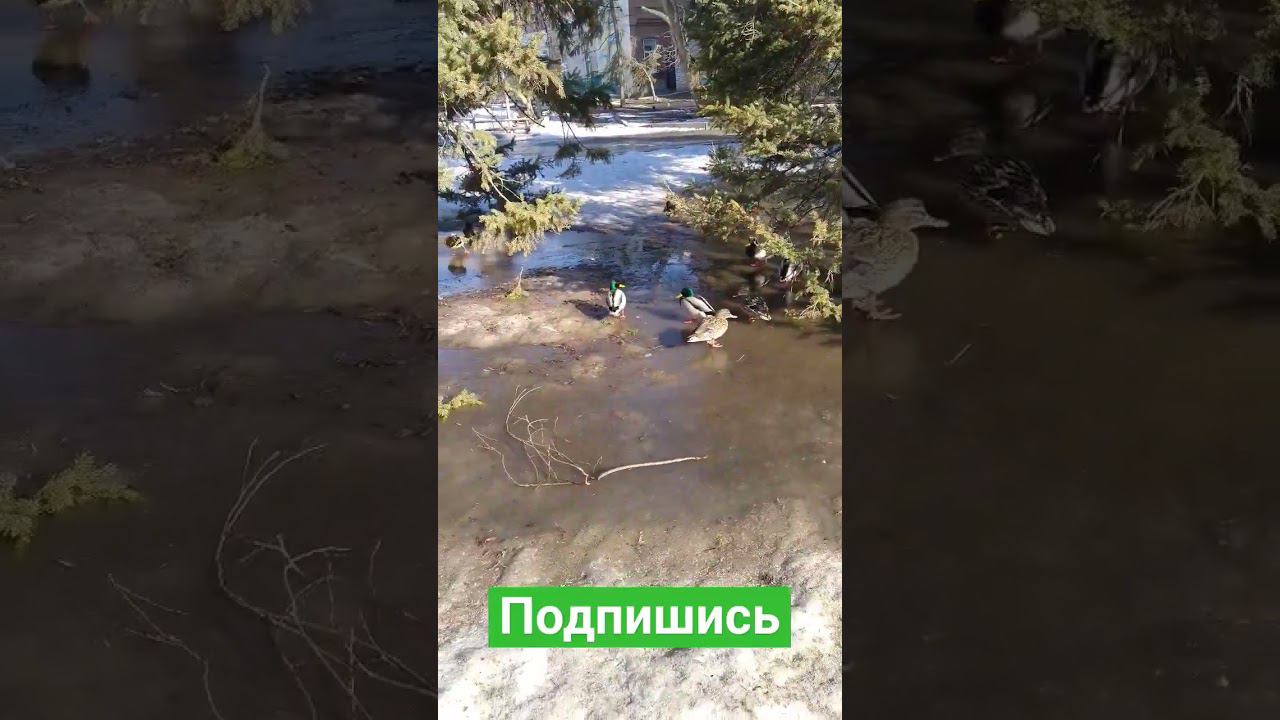 🔴Утки и голуби в горпарке🔴