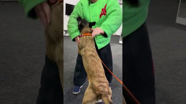 Гарза защитная дрессировка первые занятия