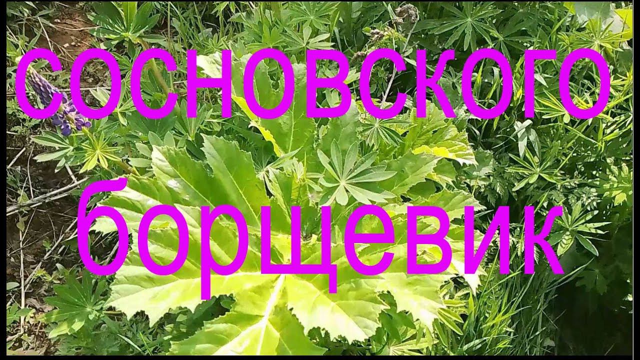 Борщевик Сосновского начало борьбы в 23 году