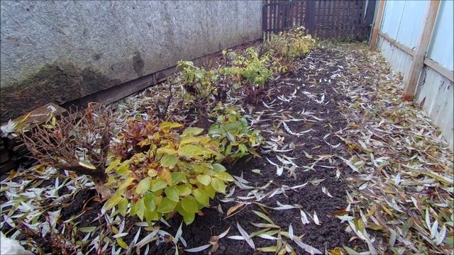 Бонсай открытая книга от А до Zють прикоп в грунте поздняя осень 2022 год продолжение 34 часть