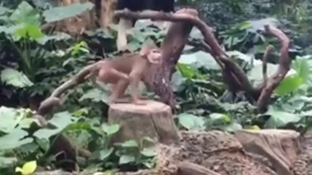 Утренняя зарядка от обезьяны