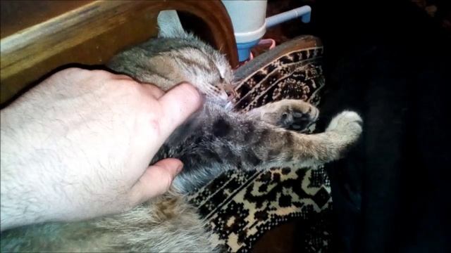 постоянно приходят кошки!что делать?