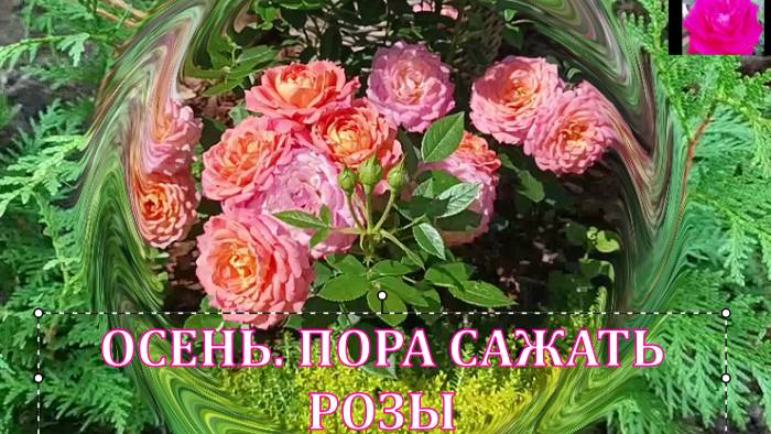САЖАЮ РОЗЫ ОСЕНЬЮ.