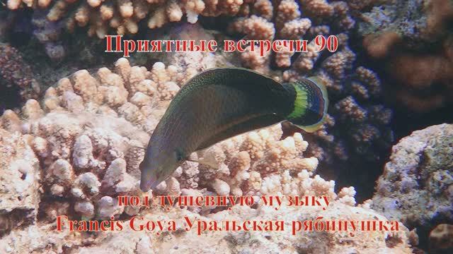 Приятные встречи 90 Губан синепятнистый двузубый под музыку Francis Goya Уральская рябинушка