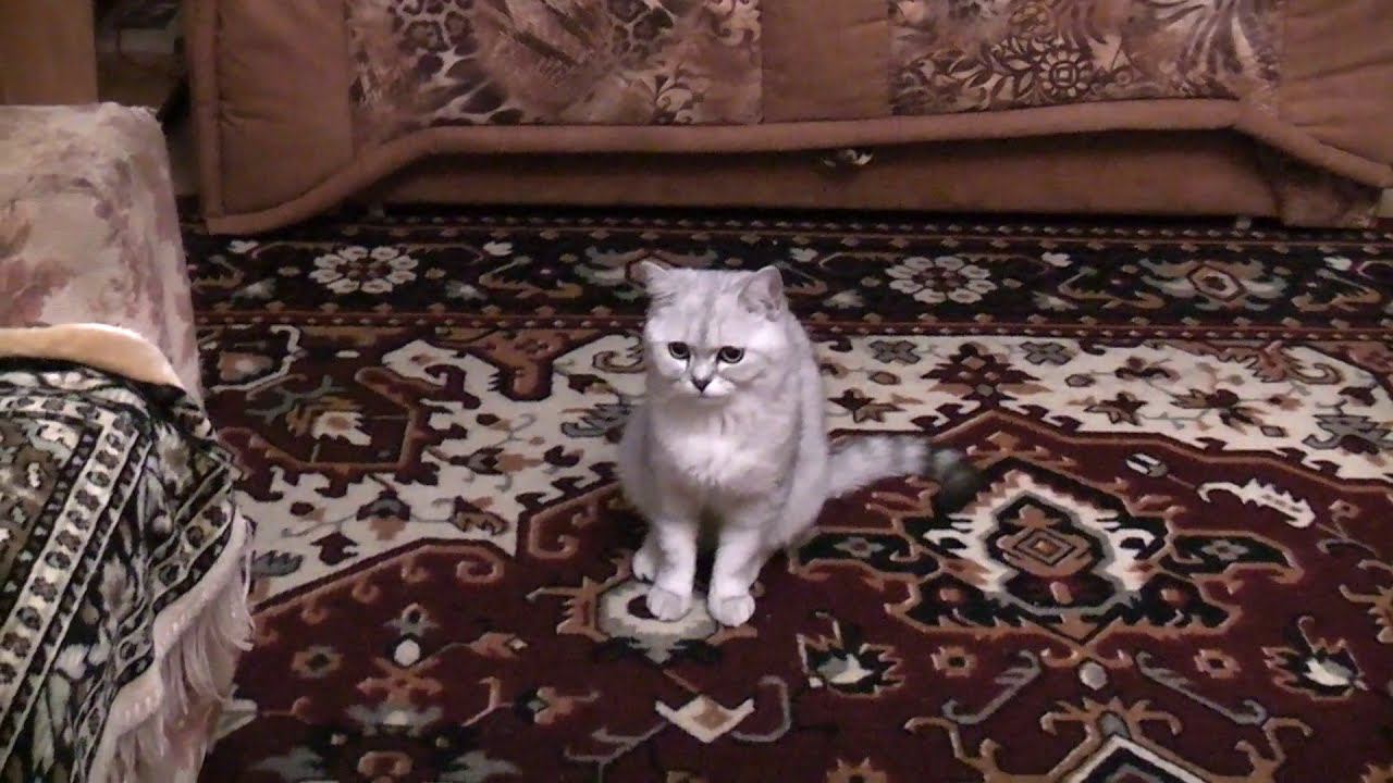 Схватка шотландского кота с «диким» опенком