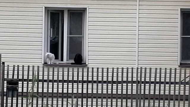 Шарики-кошарики