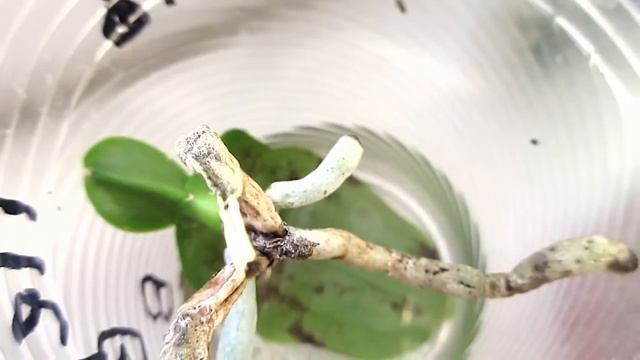 Орхидеи заболели. Напал клещ. Как с этим бороться.Orchids are sick. How to deal with it..mp4