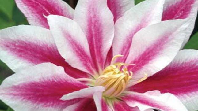 Клематисы - мой опыт, немного о черенковании, лайфхаки и нюансы