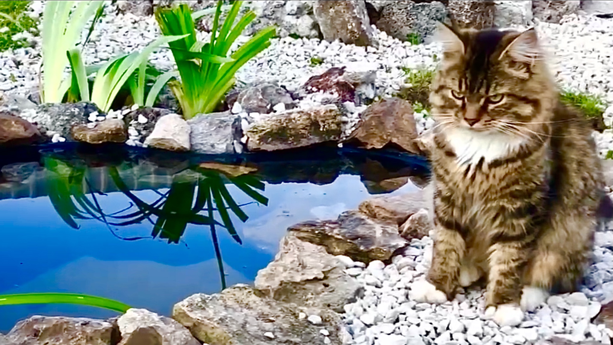 Как вкопать Прудик в саду и сделать альпийскую горку - ландшафтный дизайн своими руками просто