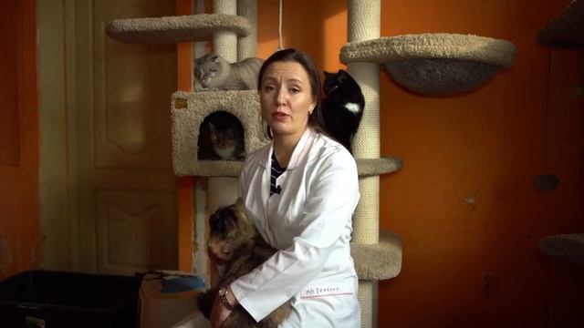 Почему кошки что-то грызут?