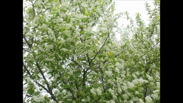 Свет и весна.