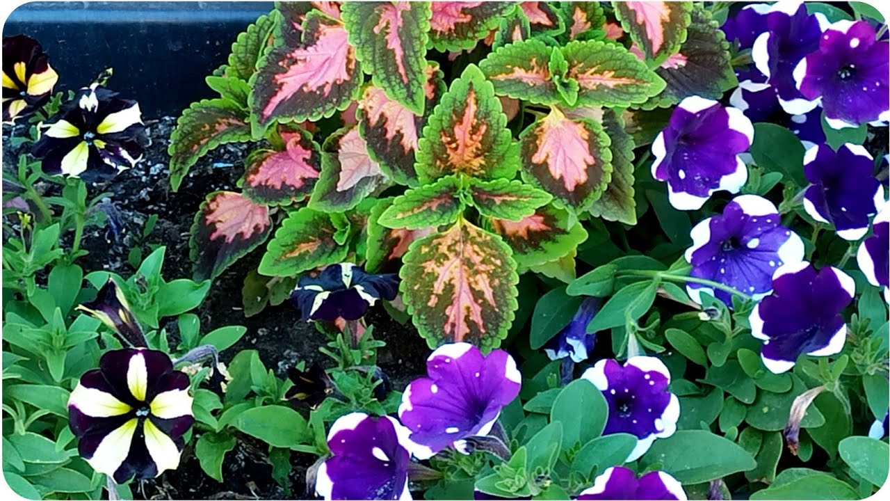 Цветочный микс в строительных контейнерах. Петунии и колеусы на даче.