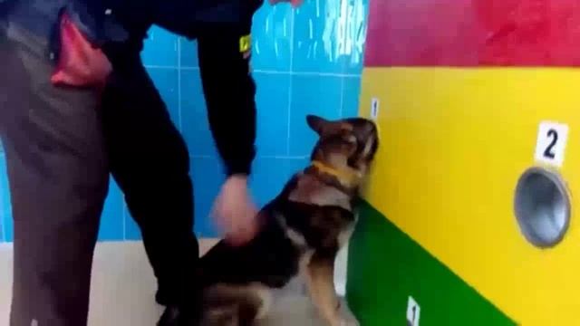Обучение собак поиску взрывчатых веществ