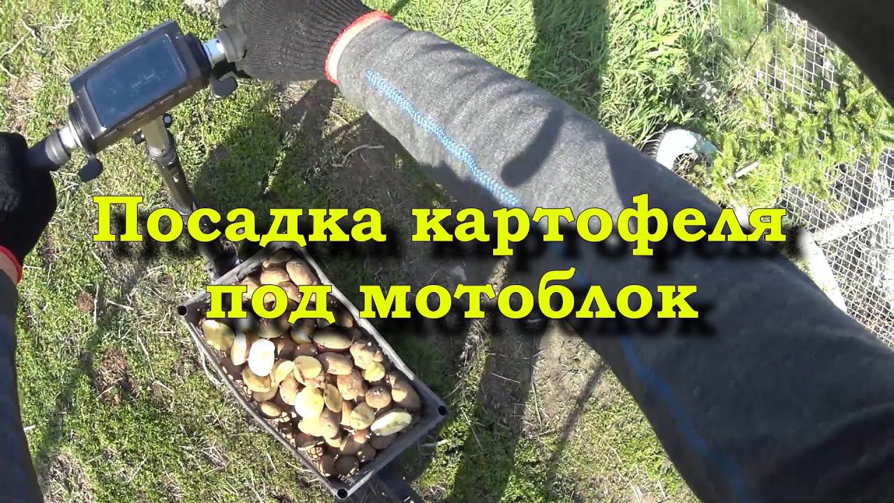 Посадка картофеля под мотоблок. Легкая посадка без лопаты.