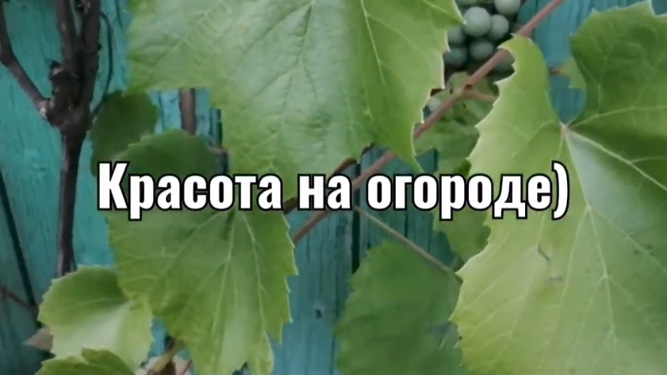 Мой огород.🌾🌻