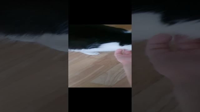 Когда когтеточка мала).