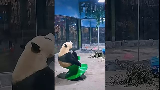 Игры у панды