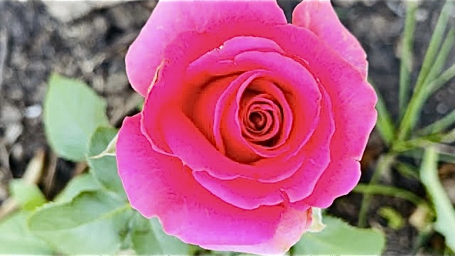 Тихое утро в деревне. Утренний обход. Летние зарисовки.