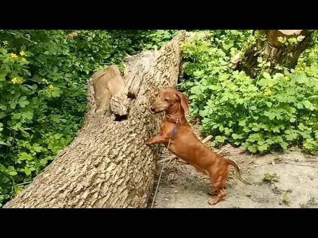 Всё в твоих лапках! Таксик Радар ведёт меня на прогулке